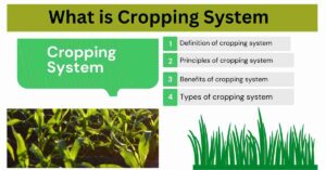 Cropping System: Principles, Types And Advantages