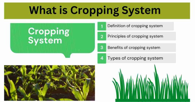 Cropping System: Principles, Types And Advantages