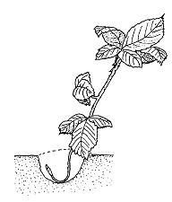 Layering Propagation : 5 Types, Advantages & Disadvantages