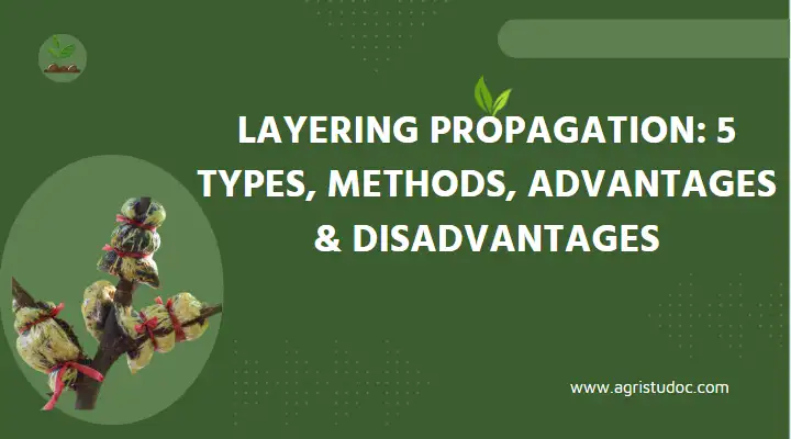Layering Propagation : 5 Types, Advantages & Disadvantages