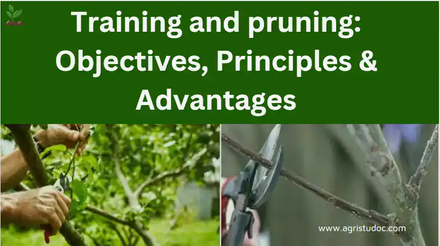 Training And Pruning : Objectives, Principles & Advantages