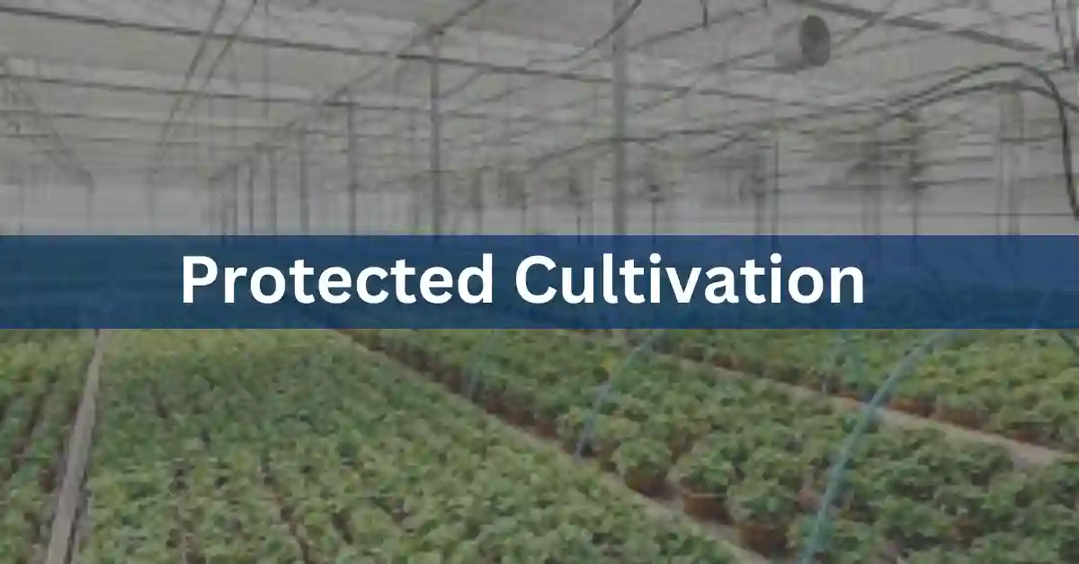 Protected Cultivation: Significance, Scope, & Current Status In India