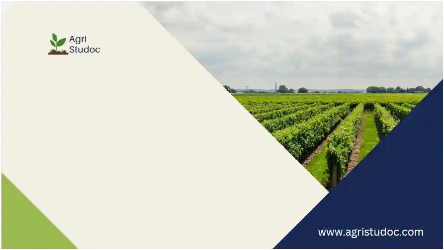 Importance Of Monsoon In Indian Agriculture